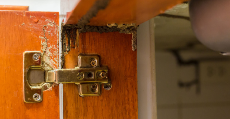 O que significa quando aparecem cupins nos seus móveis?