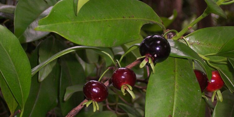 Ideal para apartamentos: a fruta pouco conhecida que pode ser cultivada ...